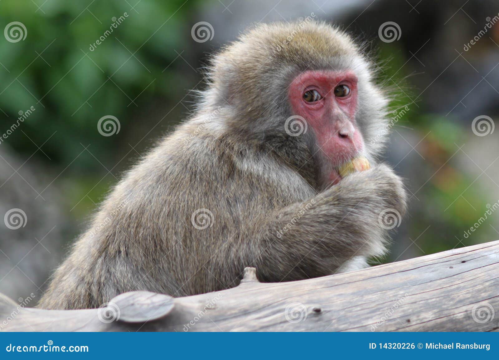 Macaque stock photo. Image of monkey, mammalia, macaque - 14320226