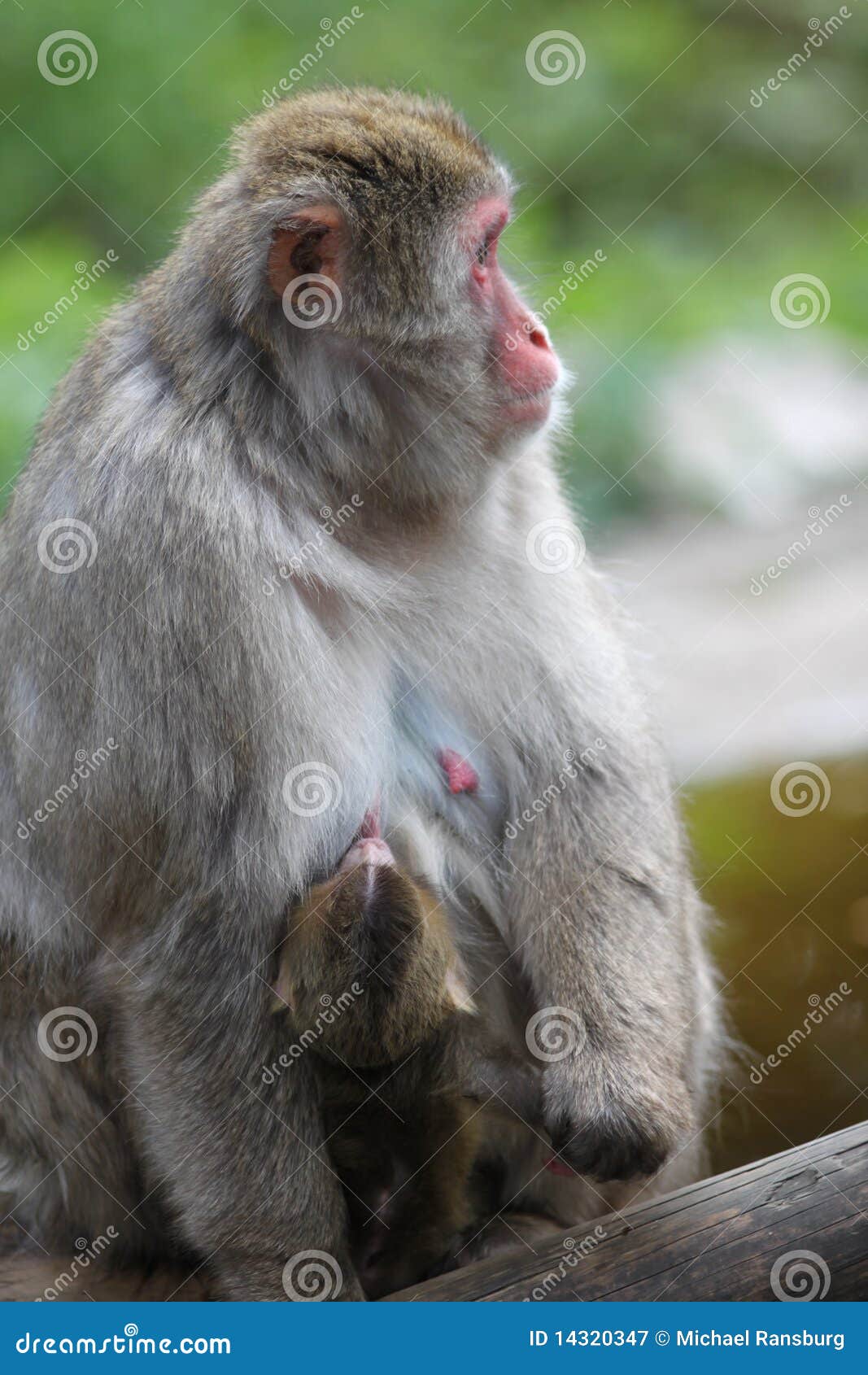 Macaque stock image. Image of mammalia, world, mammal - 14320347