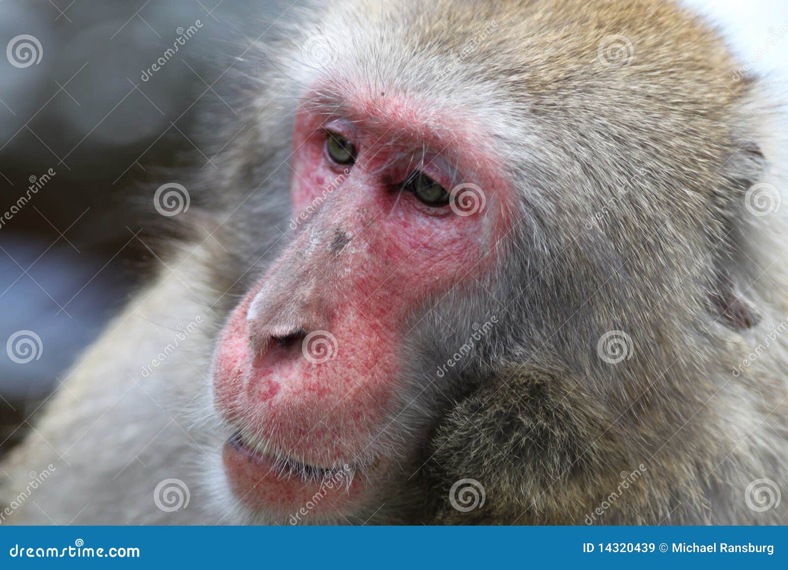 Macaque image stock. Image du fourrure, primat, babouin - 14320439