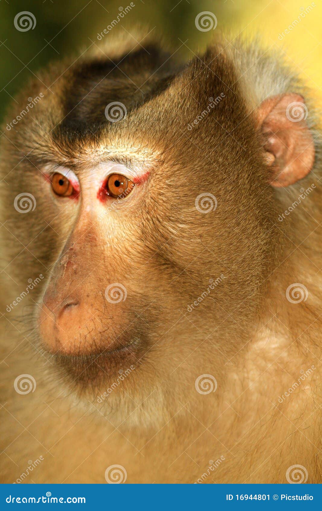 Macaque stock image. Image of east, asia, park, portrait - 16944801
