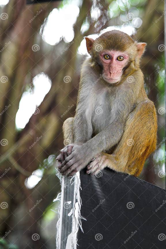 Macaque stock image. Image of monkey, strange, asian - 17788891