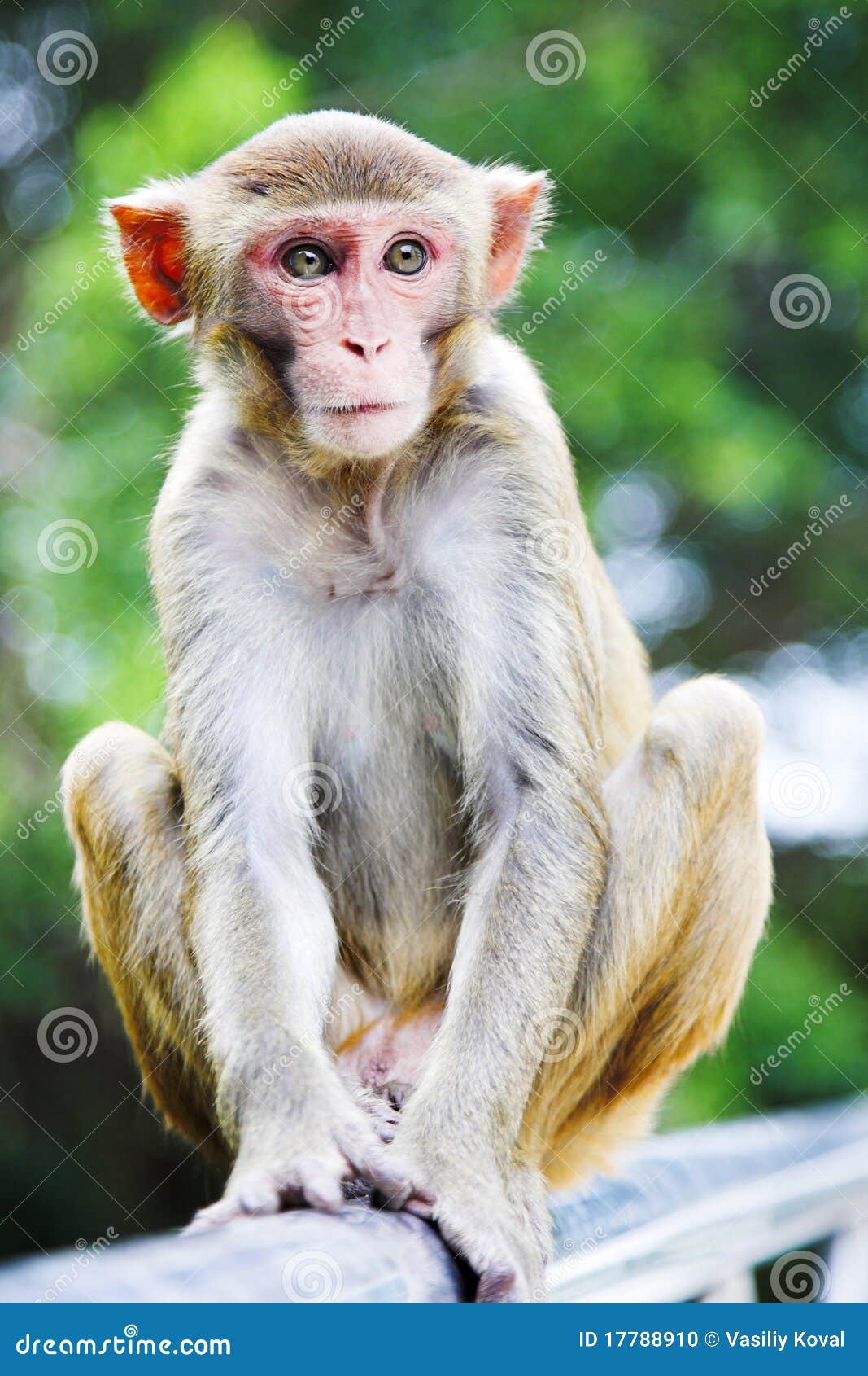Macaque stock photo. Image of primate, eyes, jungle, tail - 17788910