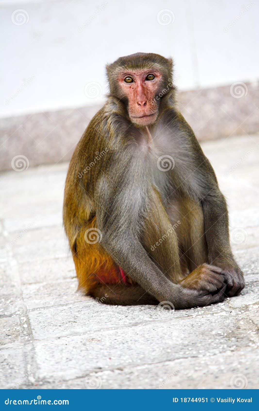 Macaque stock image. Image of nature, mammal, expression - 18744951