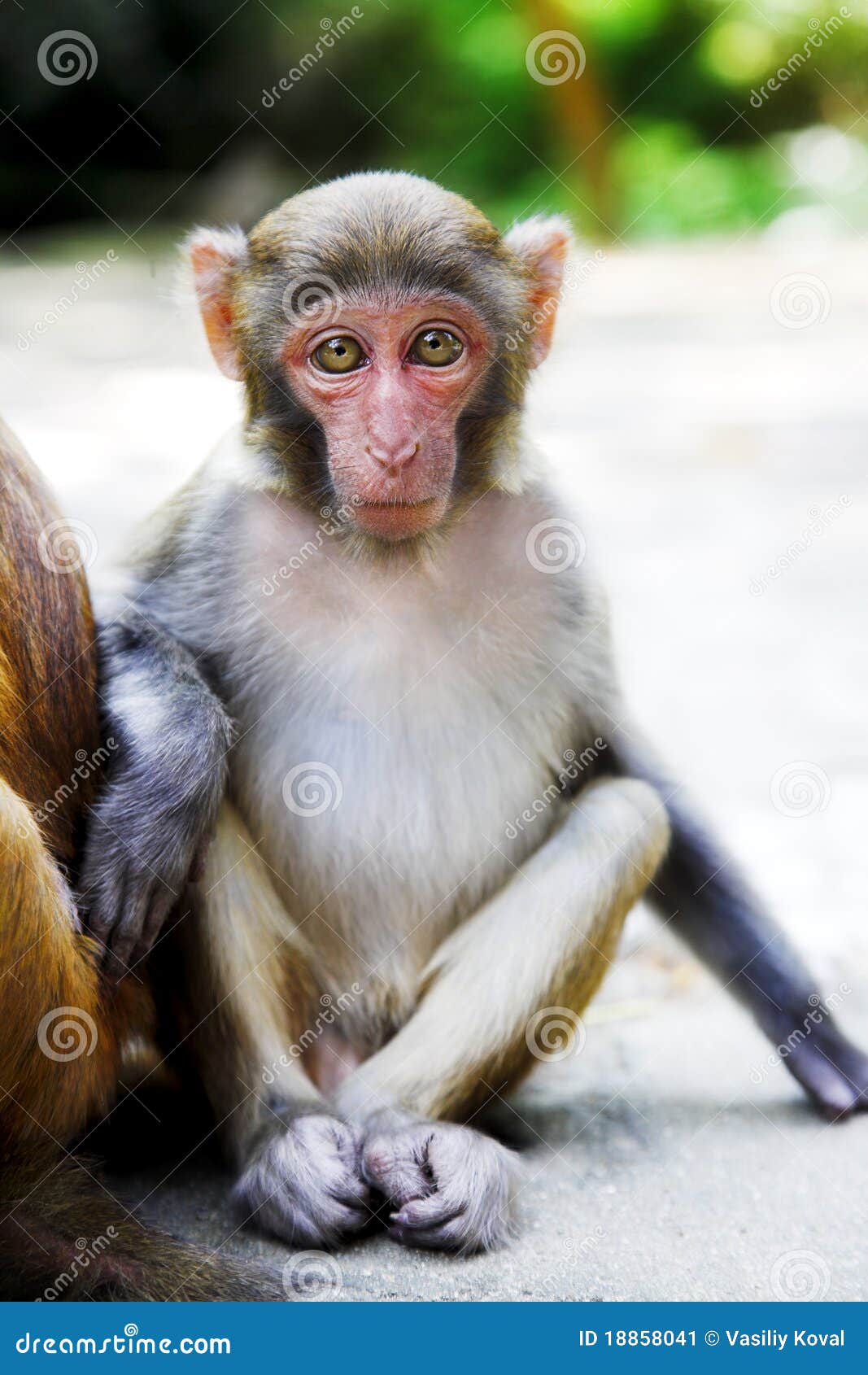 Macaque stock image. Image of cute, nature, macaque, jungle - 18858041