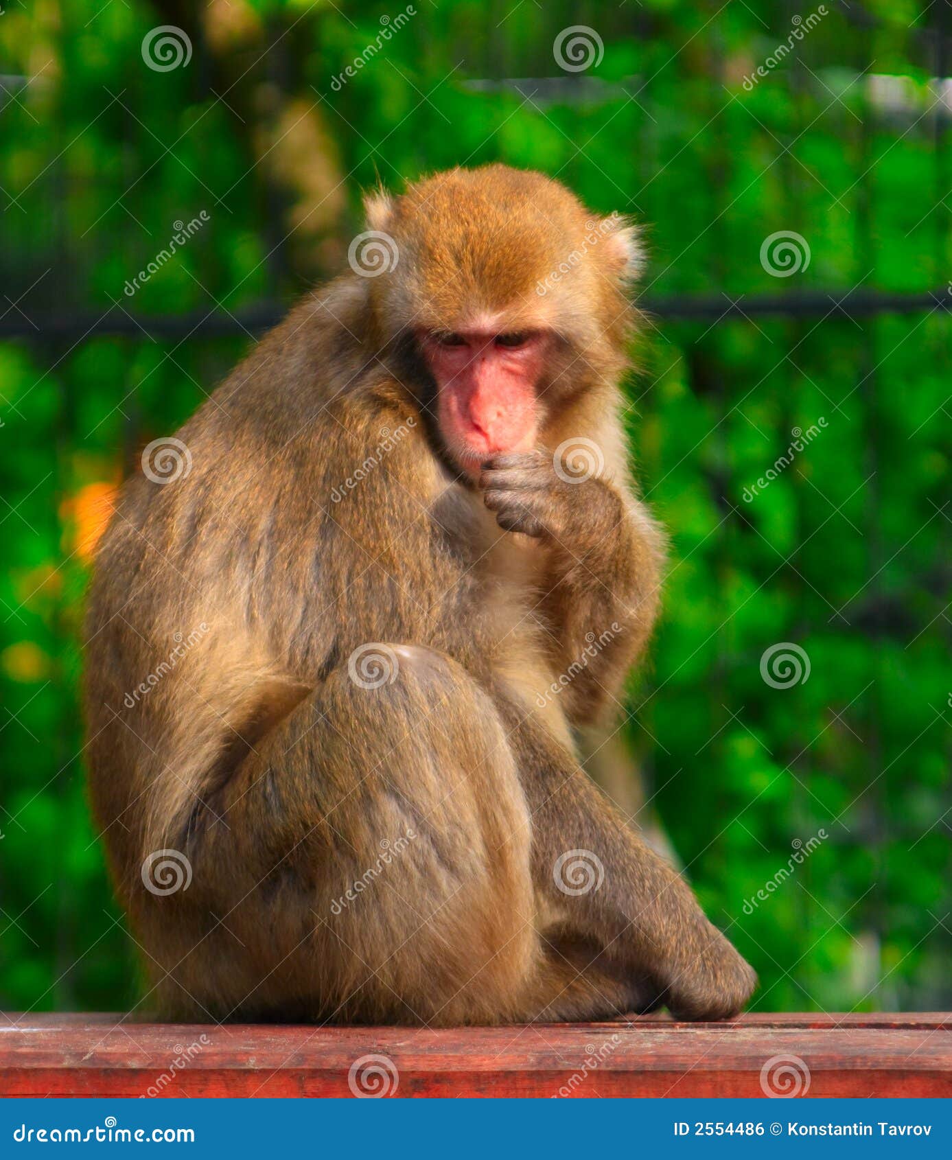 Macaque stock photo. Image of nature, africa, wild, climate - 2554486