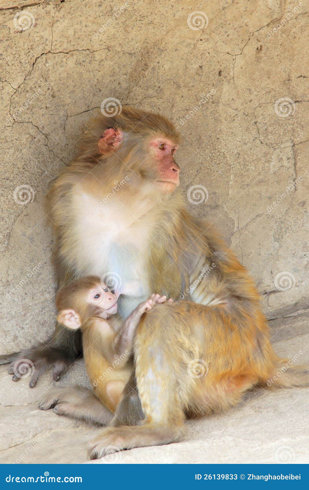 Macaque stock image. Image of child, mammals, animals - 26139833