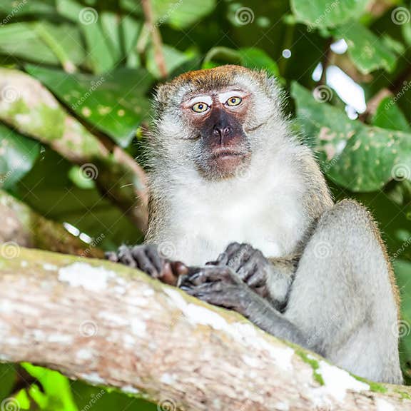 Macaque stock image. Image of beautiful, funny, sumatra - 26474885