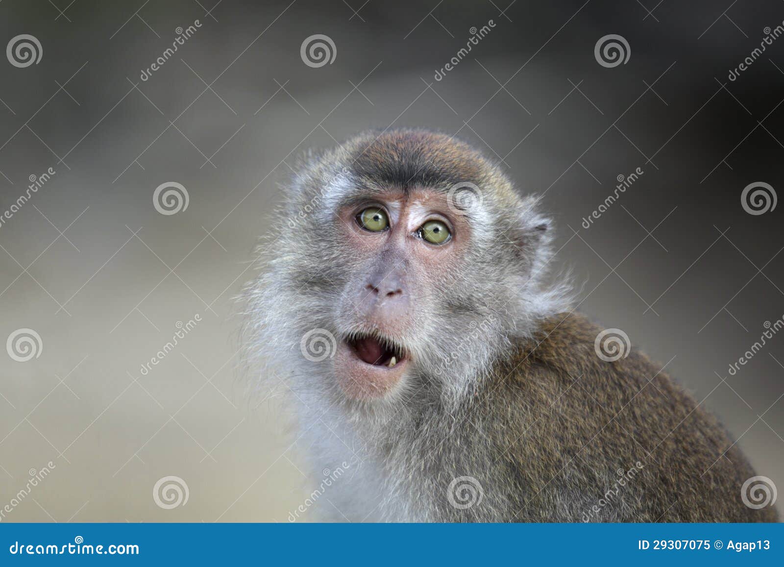 Macaque stock image. Image of primate, eyes, curiosity - 29307075