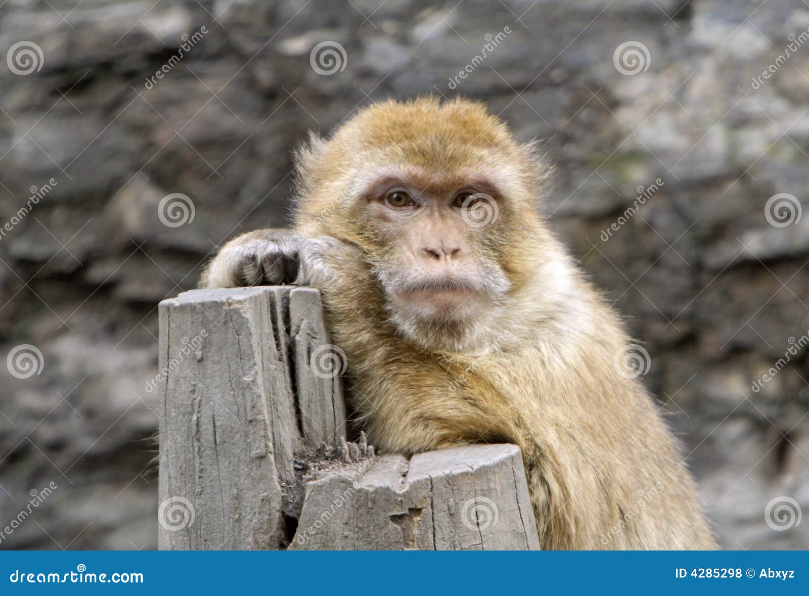 Macaque stock photo. Image of portrait, orange, nature - 4285298