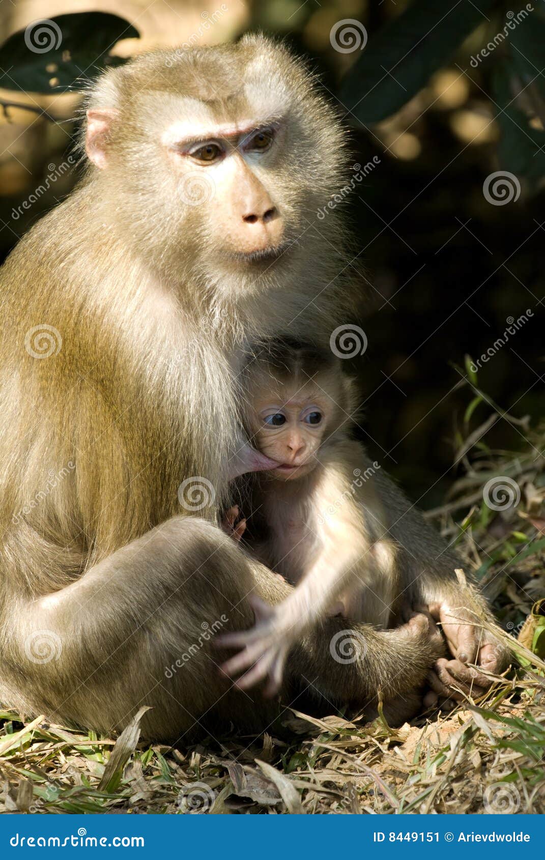 Macaque with baby stock image. Image of animal, feeding - 8449151