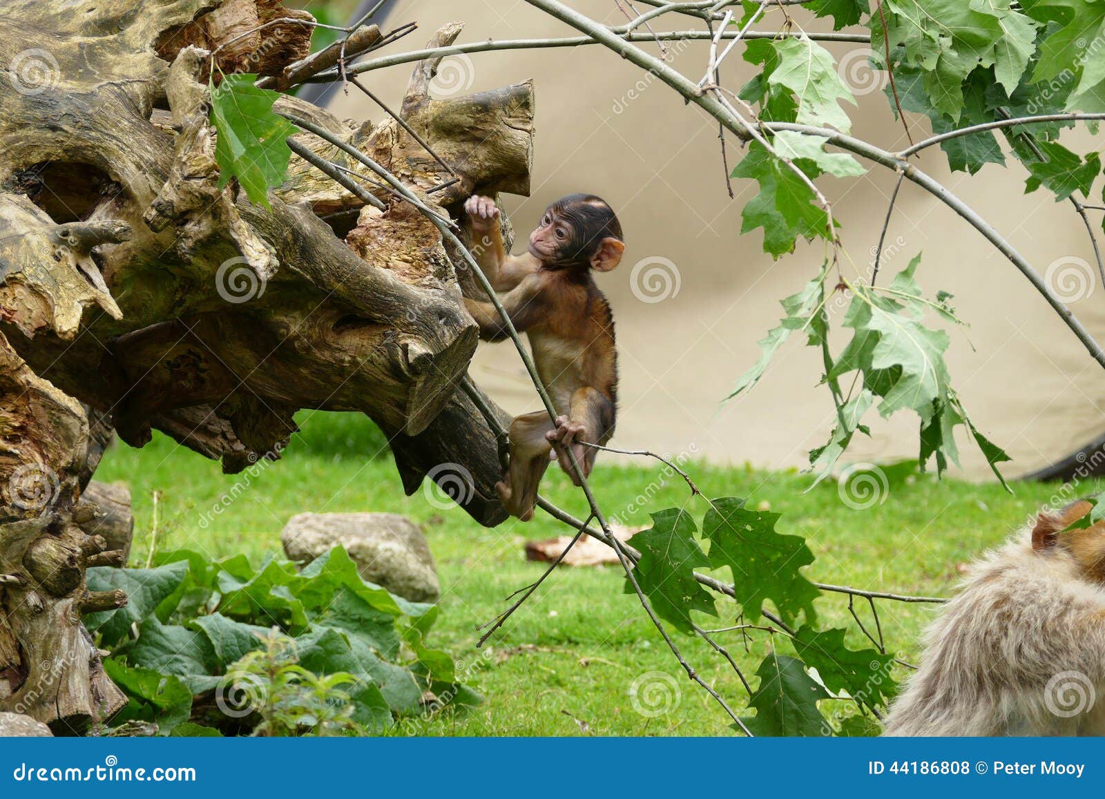 Macaque baby ape stock photo. Image of fruit, macaque - 44186808