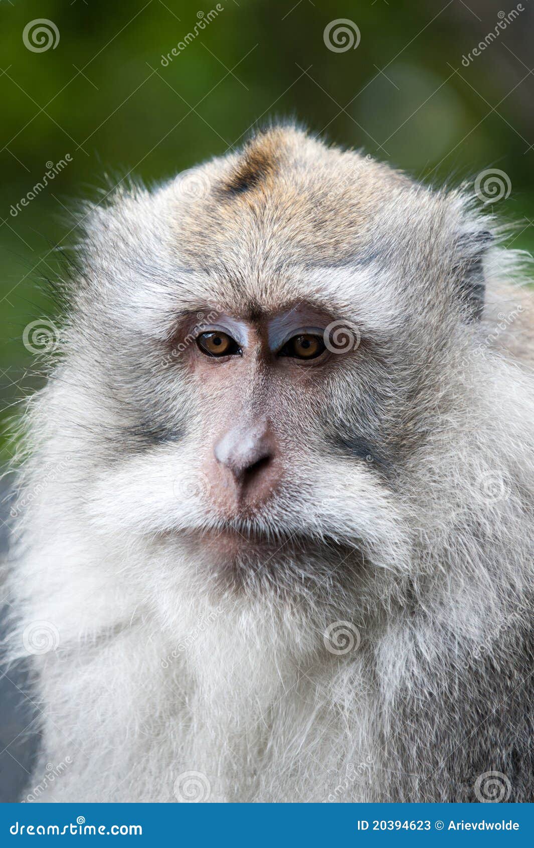 Macaque on bali stock image. Image of expression, grey - 20394623