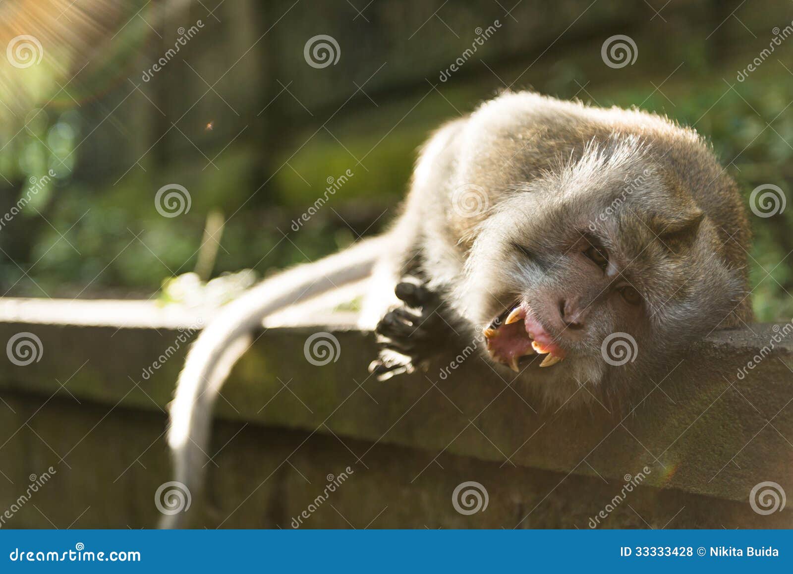 Macaque with big teeth stock photo. Image of primate - 33333428
