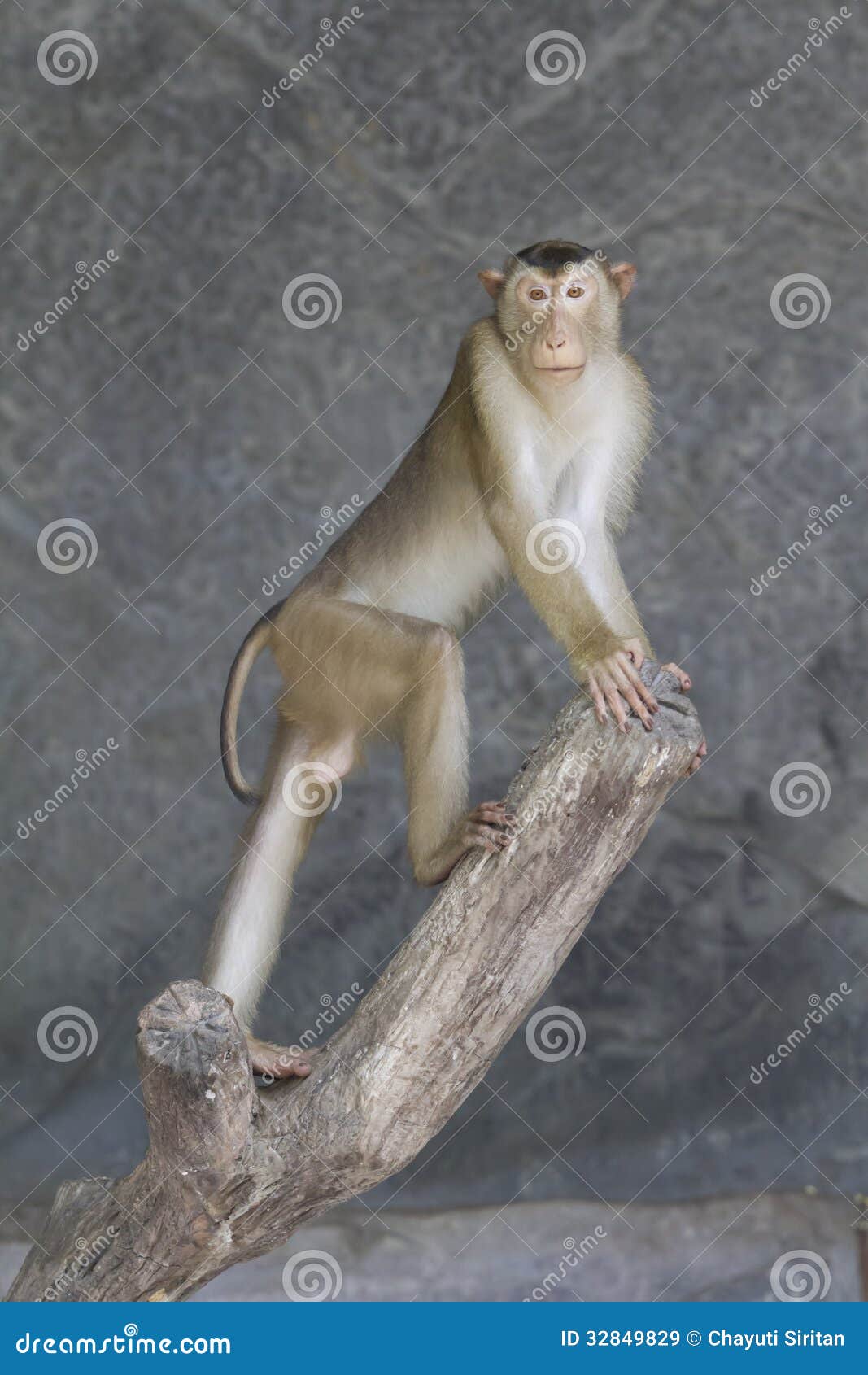 Macaque stock image. Image of wild, tailed, macaque, stand - 32849829