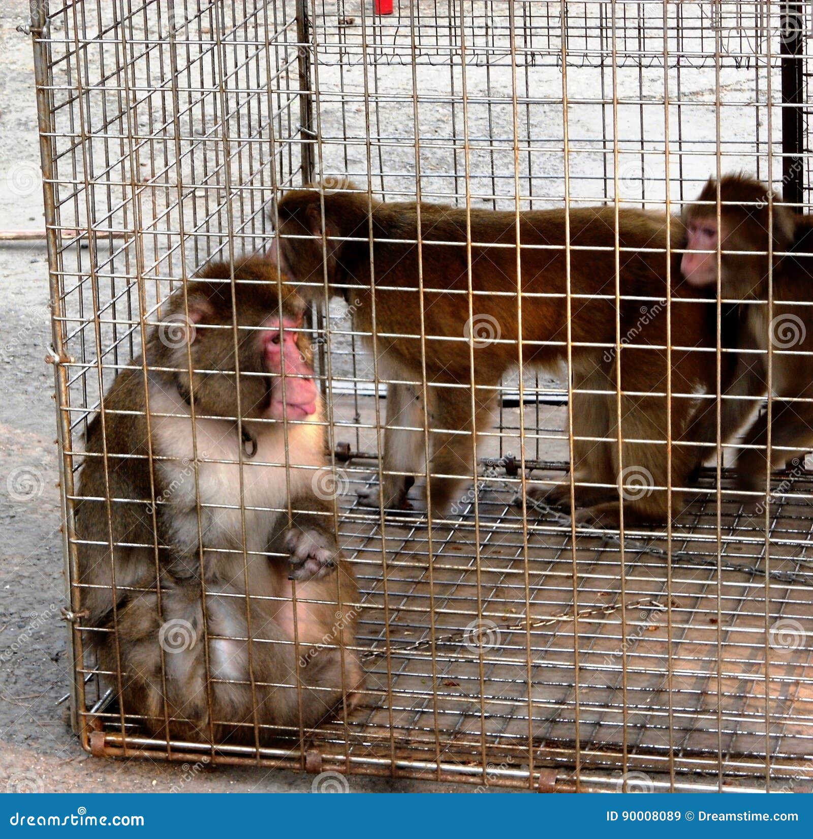 Macaque in a cage stock image. Image of circus, performance - 90008089