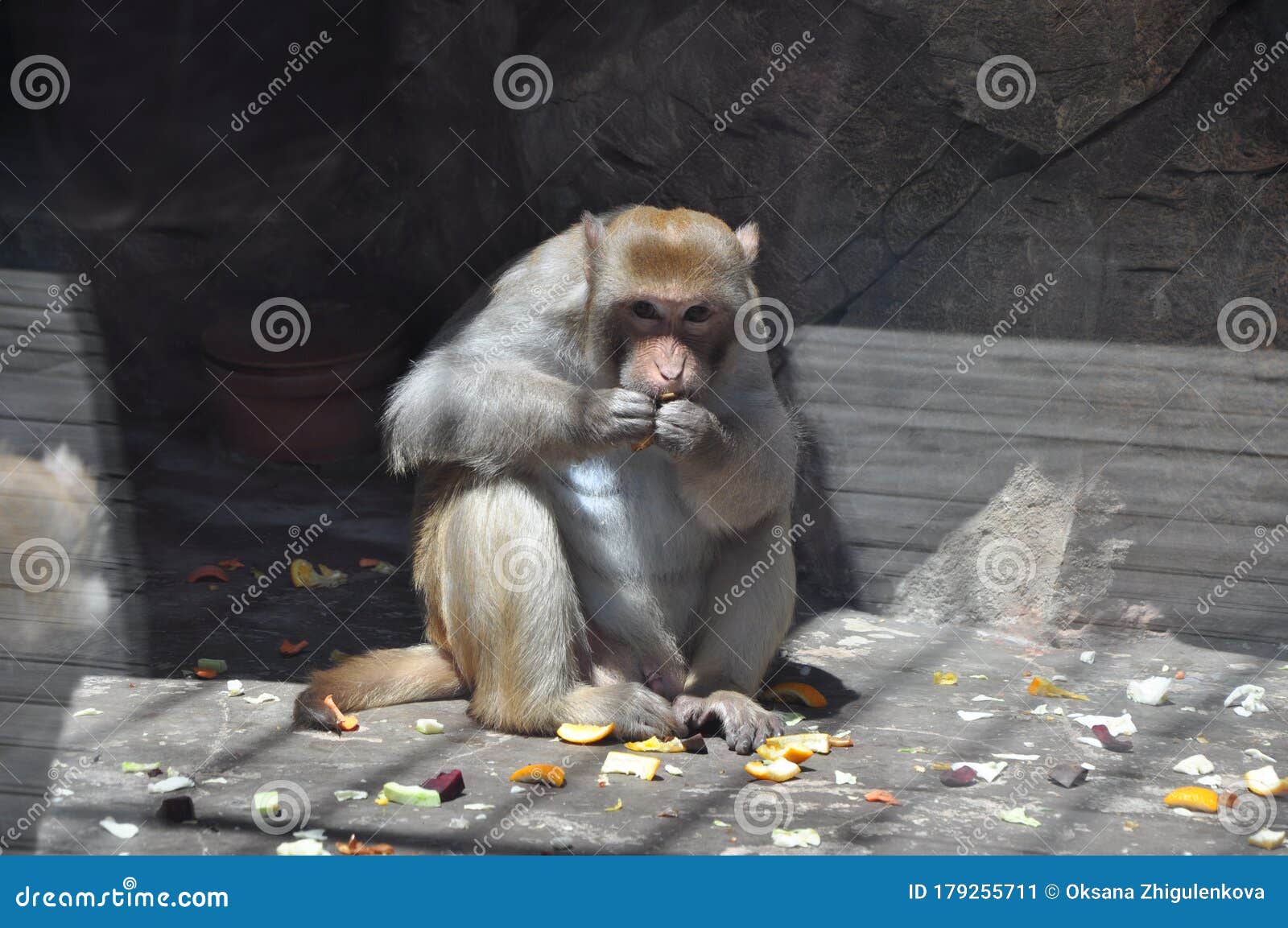 Macaque Eats Fresh Fruits in the Sun. Stock Image - Image of love ...