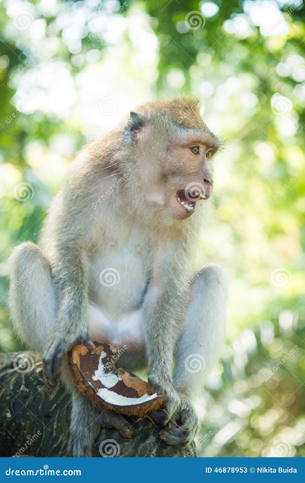Macaque with coconut stock image. Image of mammal, portrait - 46878953