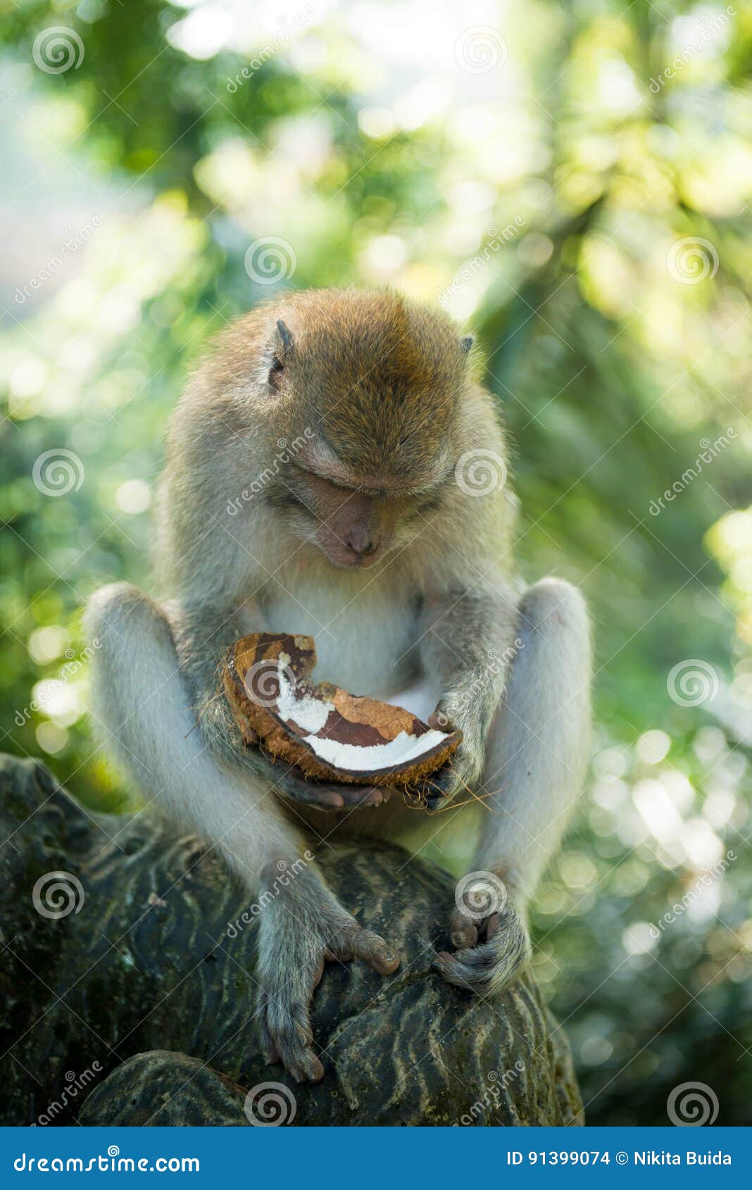 Macaque with coconut stock photo. Image of face, coconut - 91399074