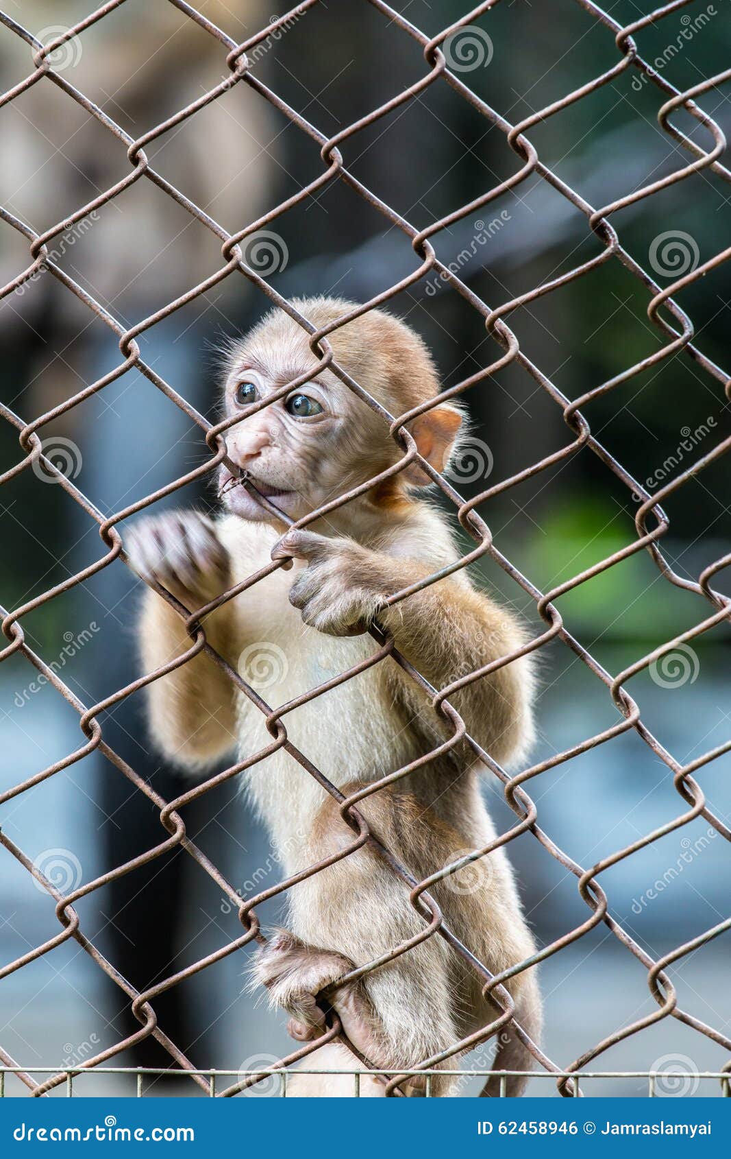 Macaque Coto-atado, Macaque Do Urso Foto de Stock - Imagem de tropical ...