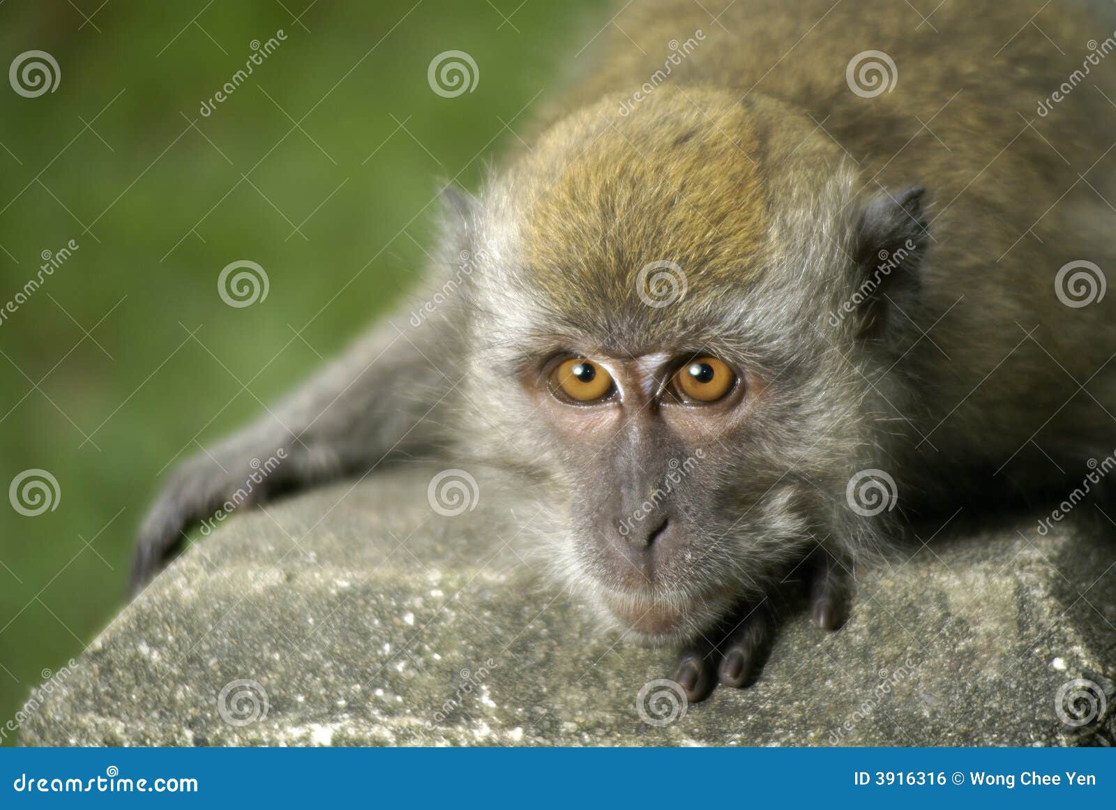 Macaque crouching down stock photo. Image of looking, mammal - 3916316