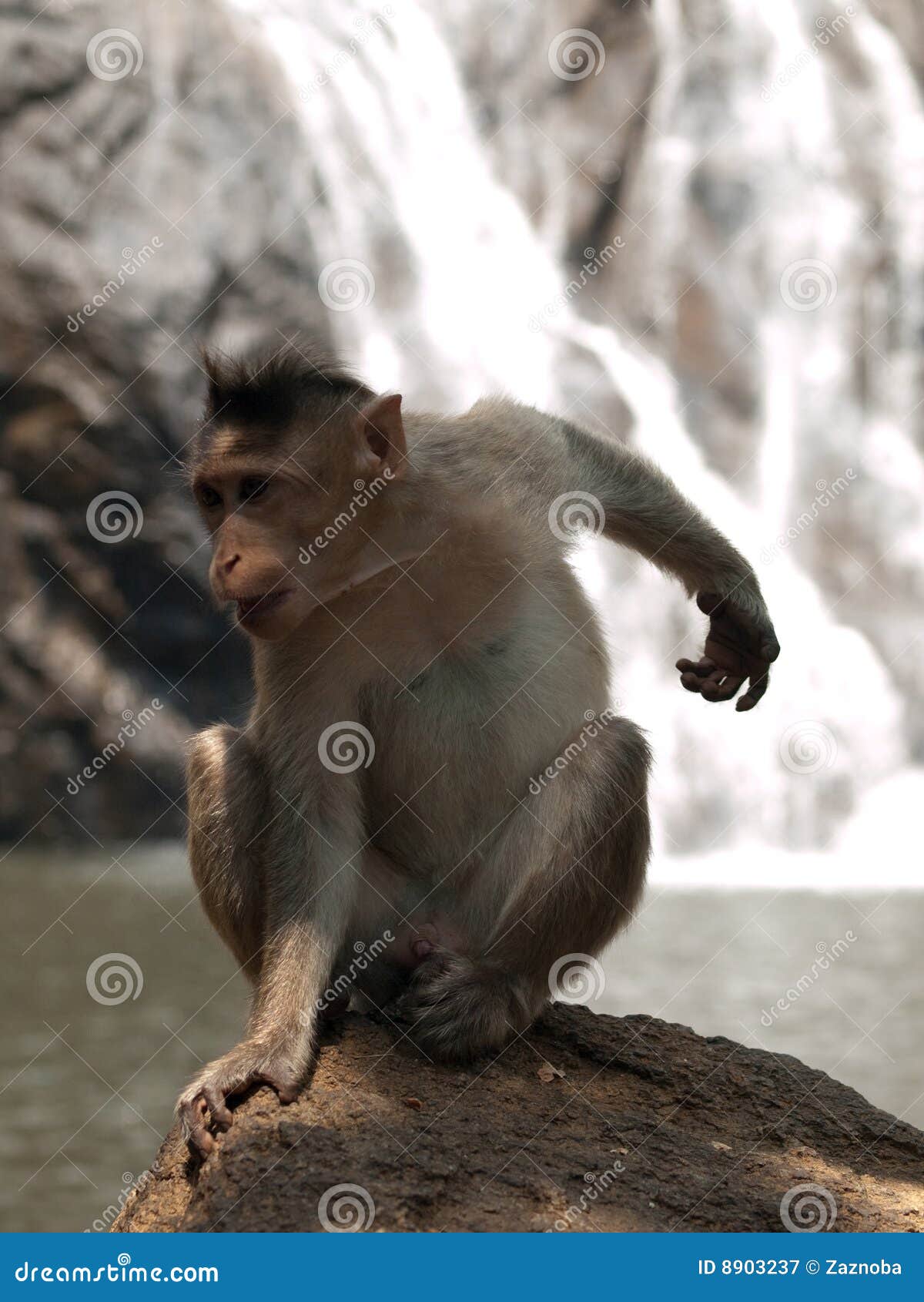 Macaque de capo imagen de archivo. Imagen de mascotas - 8903237