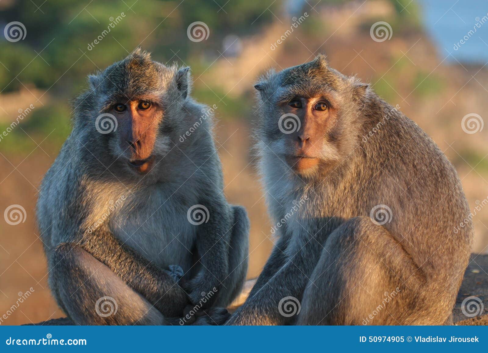 Macaque De Java, Fascicularis Do Macaca Imagem de Stock - Imagem de animais, nave: 50974905
