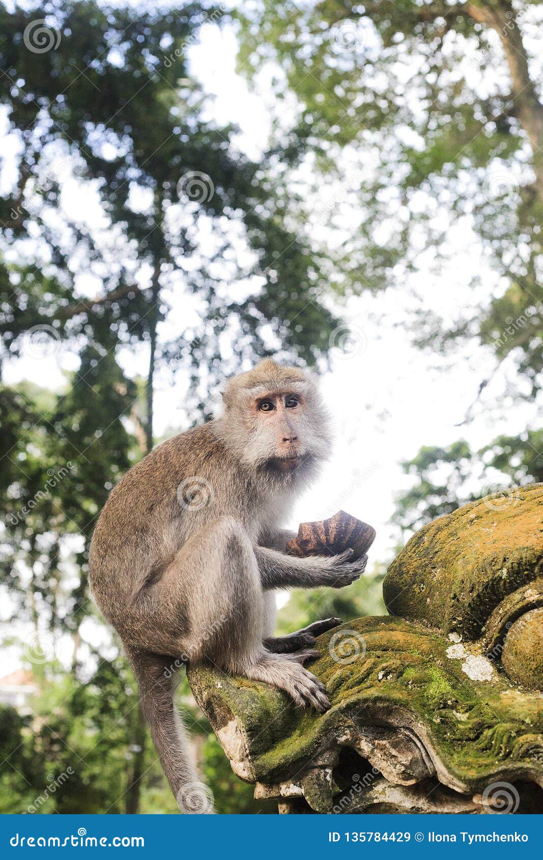 Macaque Eating Coconut in Ubud Monkey Forest, Bali Stock Image - Image ...