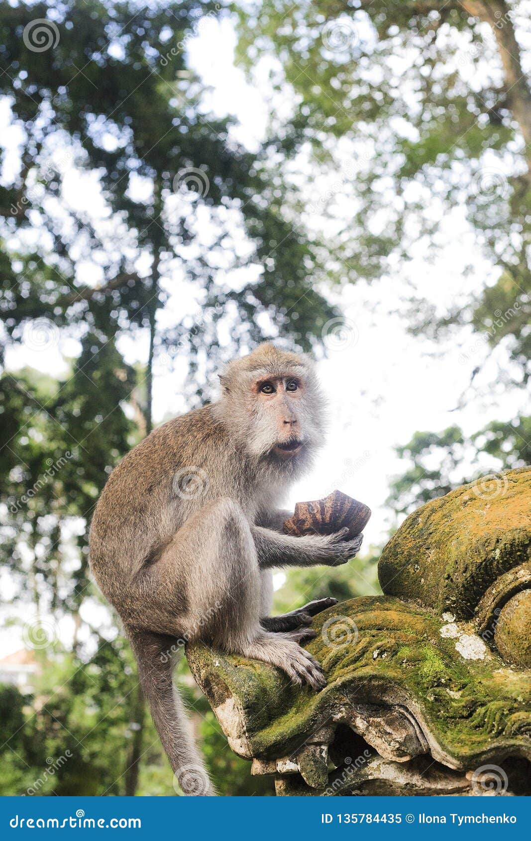 Macaque Eating Coconut in Ubud Monkey Forest, Bali Stock Image - Image ...