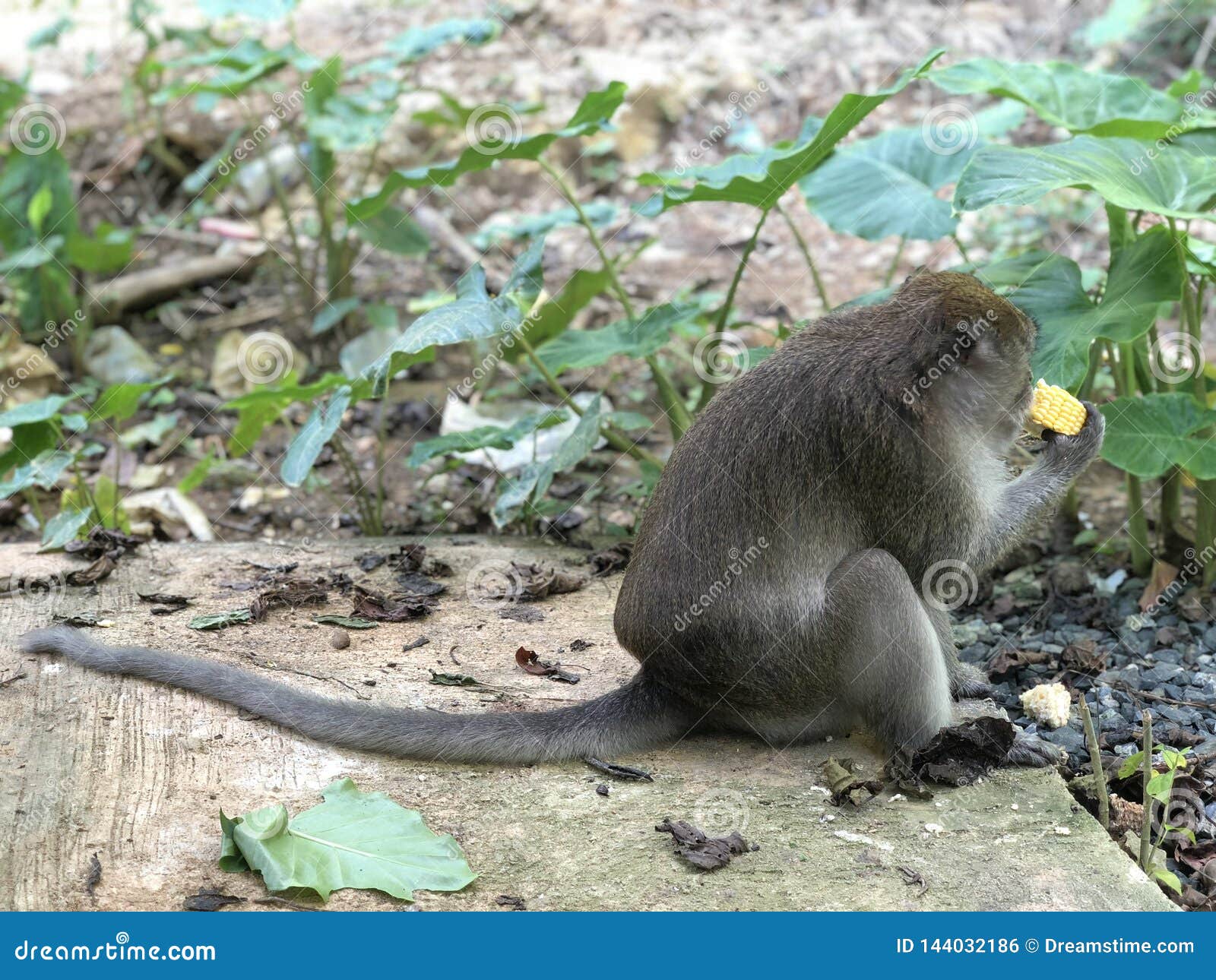 Macaque Eats Holding Something in His Hands and Eats Food while Sitting ...