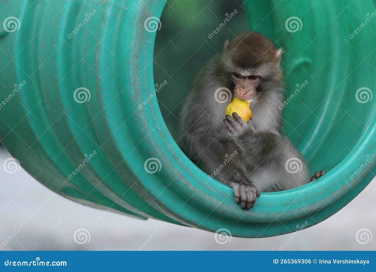Macaque Eats Lemon at the Zoo Stock Photo - Image of lemon, animal ...