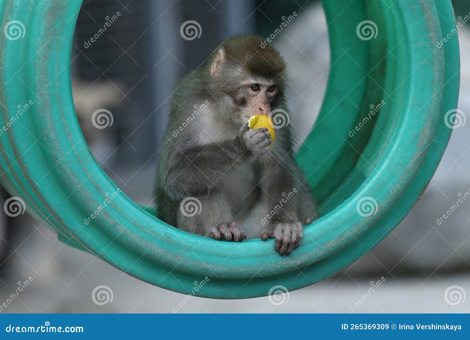Macaque Eats Lemon at the Zoo Stock Image - Image of looking, sitting ...