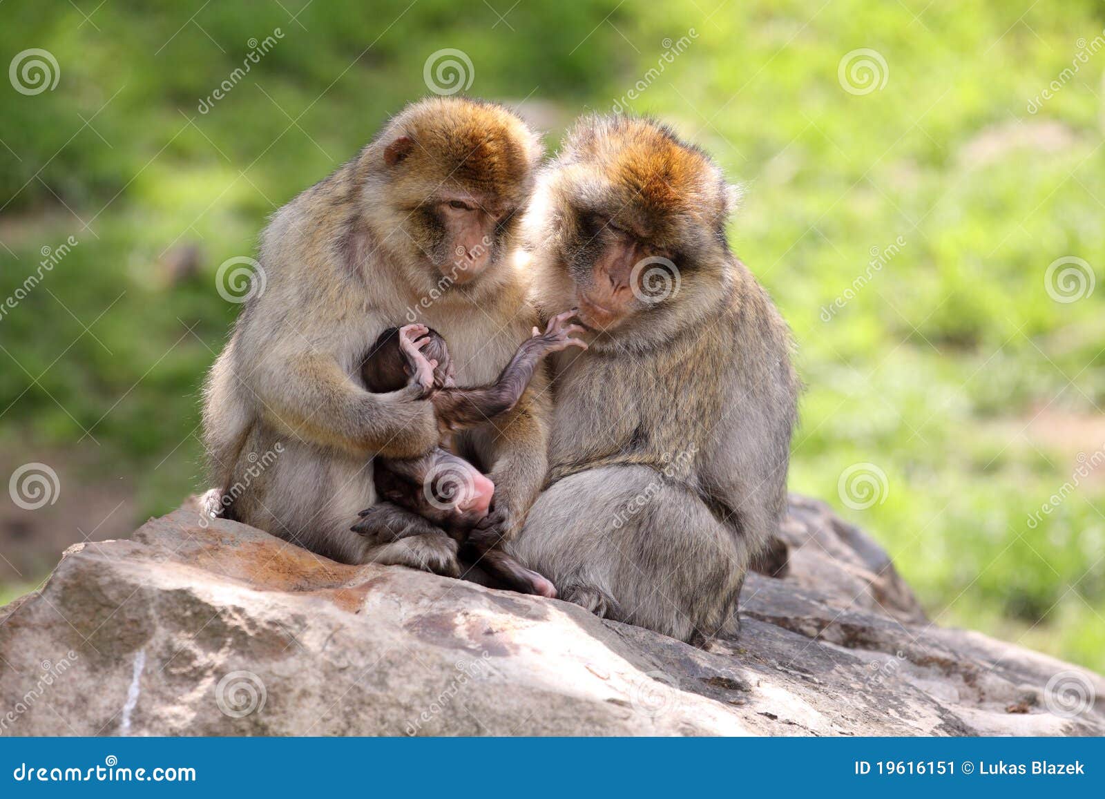 Macaque family stock image. Image of juvenile, family - 19616151