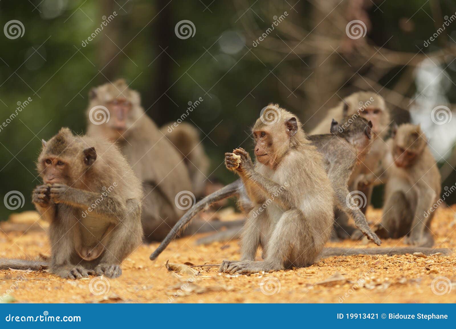 Macaque family stock image. Image of group, tropical - 19913421