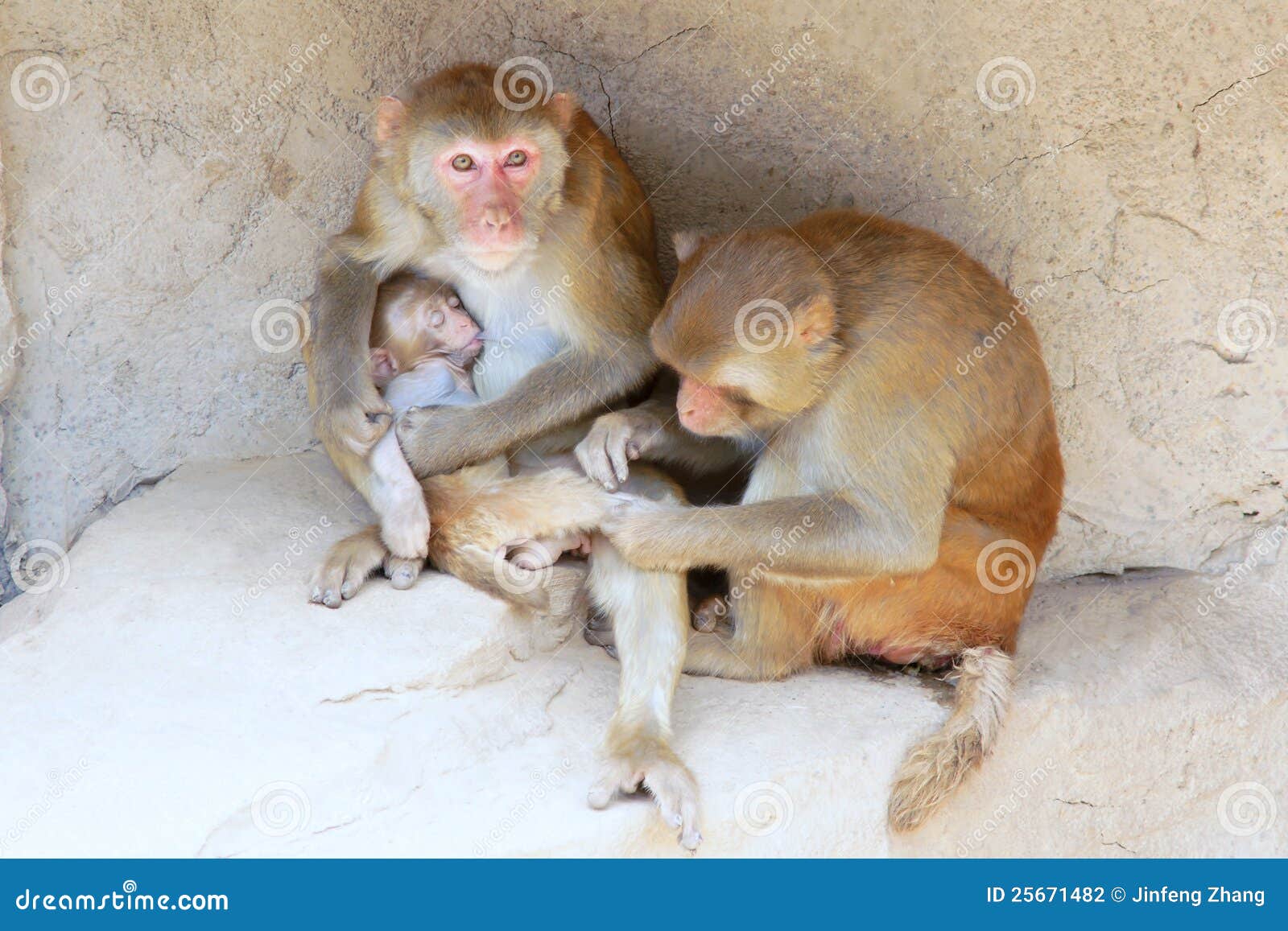 Macaque family stock photo. Image of mammals, animal - 25671482