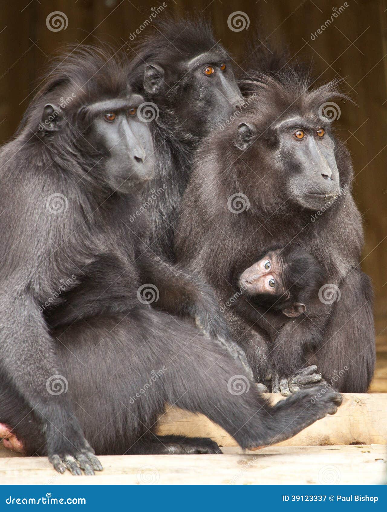 Macaque family stock image. Image of close, family, huddled - 39123337