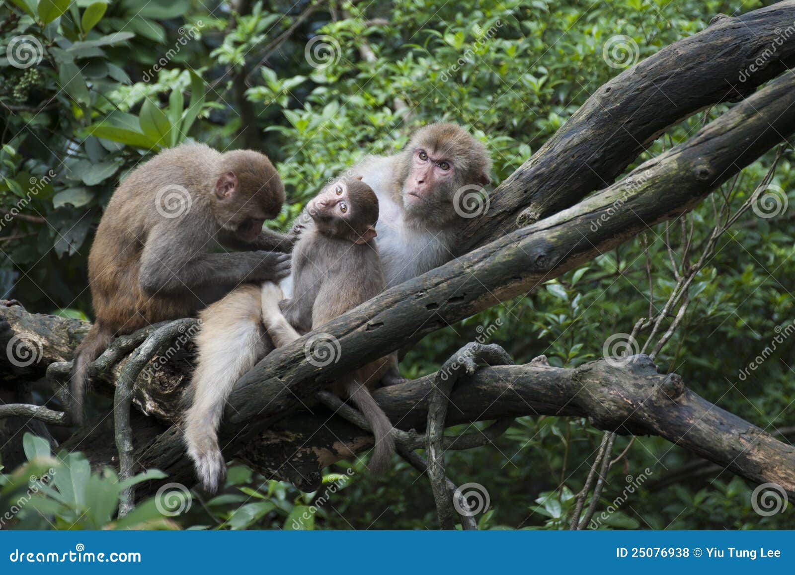 Macaque family on treetop stock photo. Image of portrait - 25076938