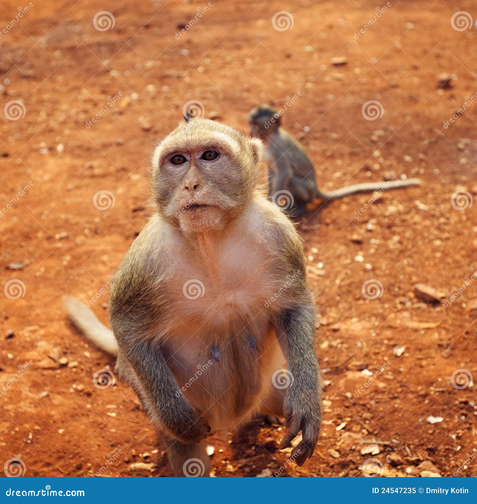 Macaque femelle sauvage image stock. Image du regarder - 24547235