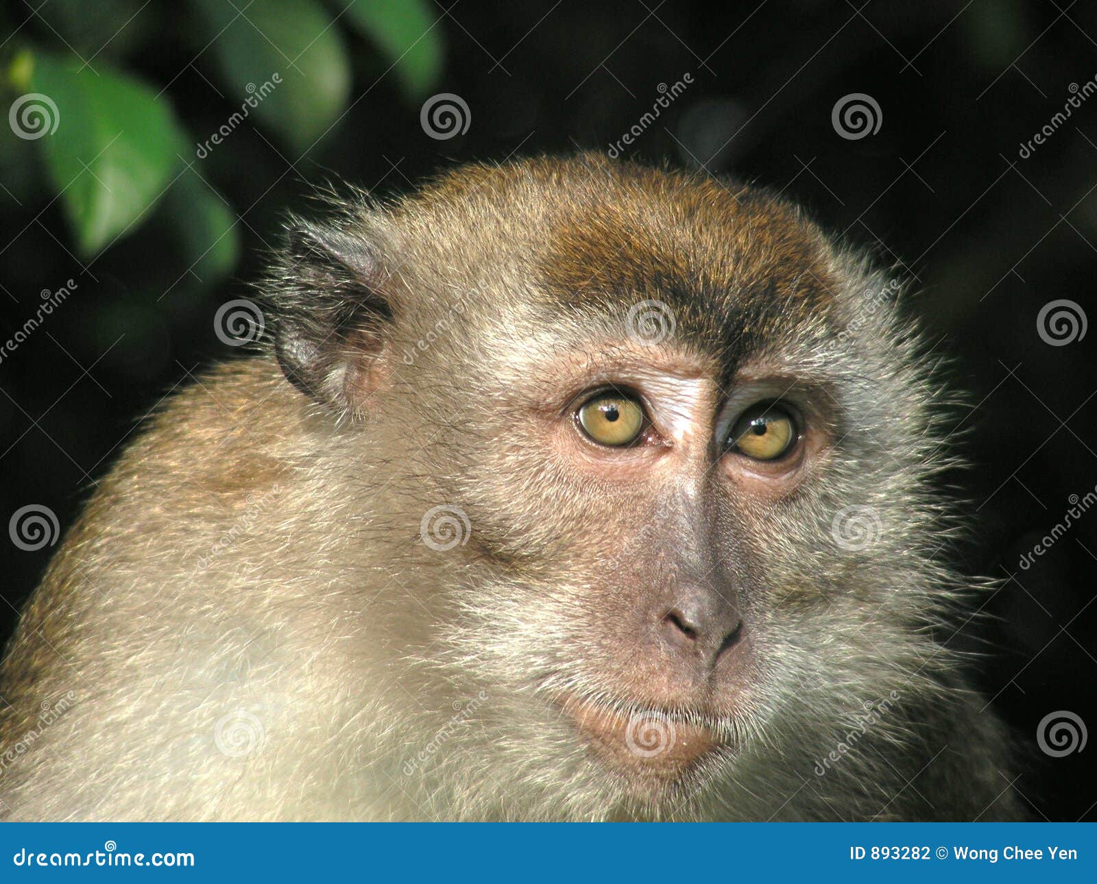 Macaque Giving Funny Looks Picture. Image: 893282