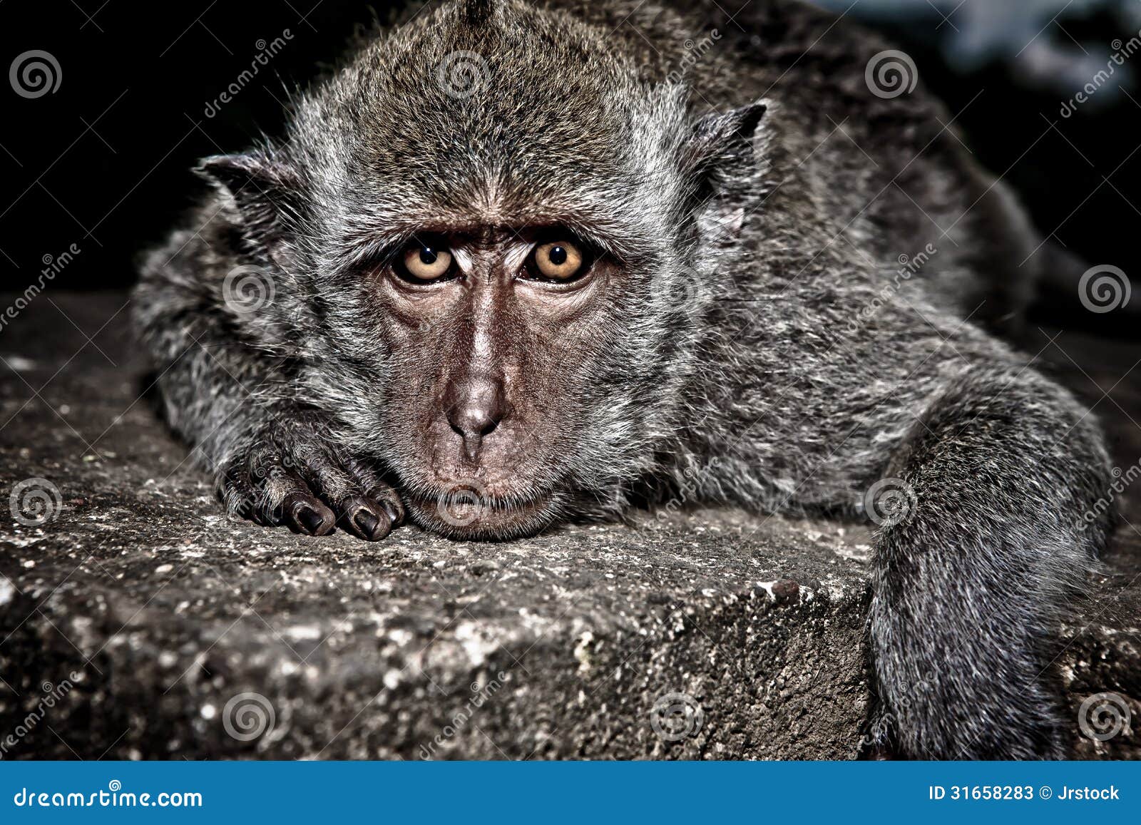 Macaque stock image. Image of hairy, nature, captivity - 31658283