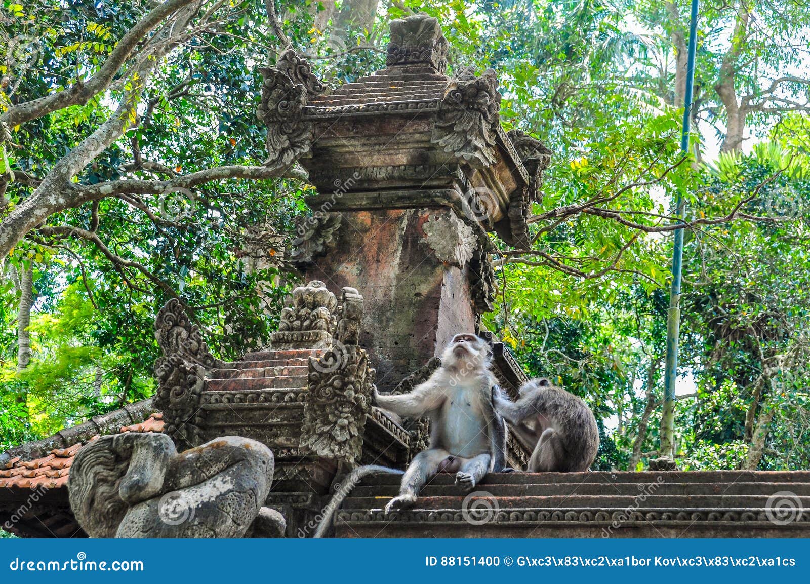 Macaque in the Hindu Temple in Monkey Forest, Ubud, Bali Stock Photo ...