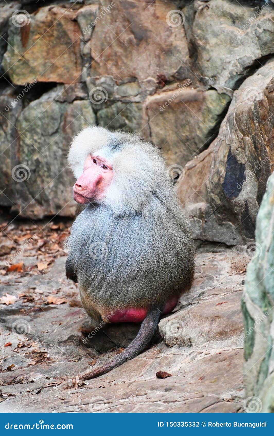 A Macaque Isolated Itself in a Corner of Its Environment Stock Photo ...