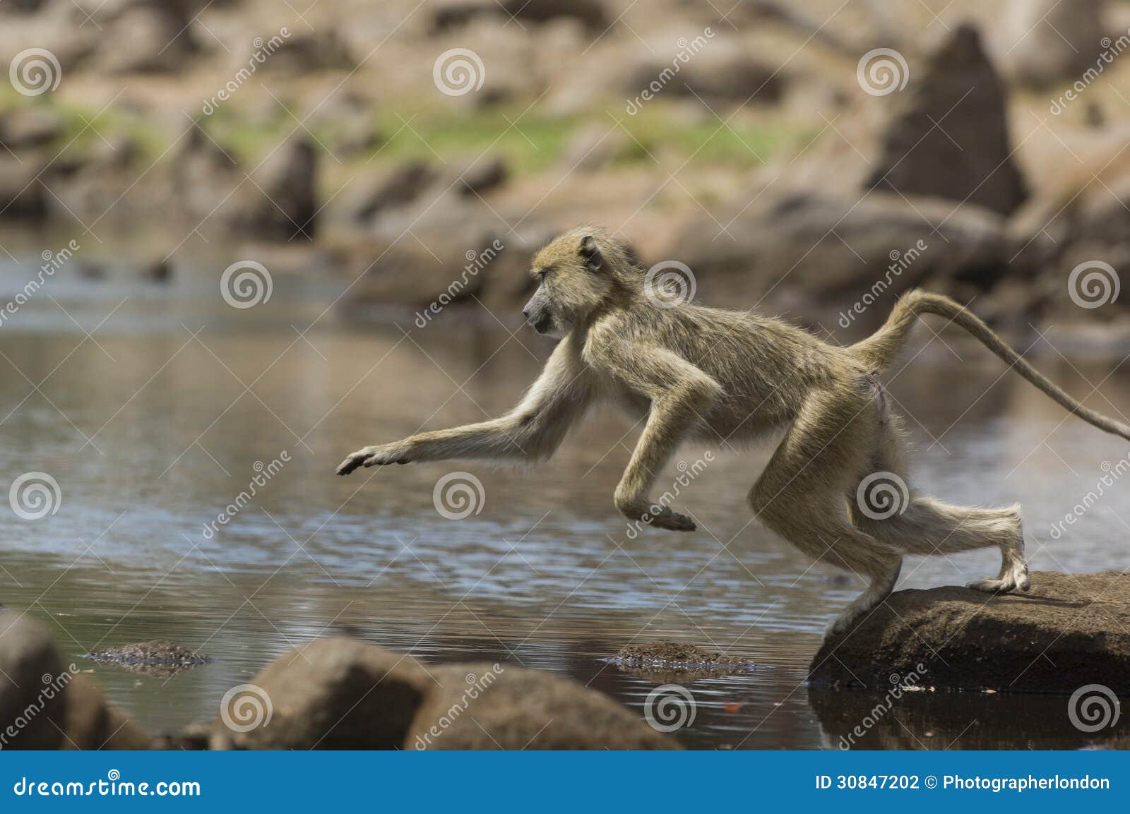 Macaque (Macaca Fascicularis) Jumping from Rock To Rock Stock Photo ...