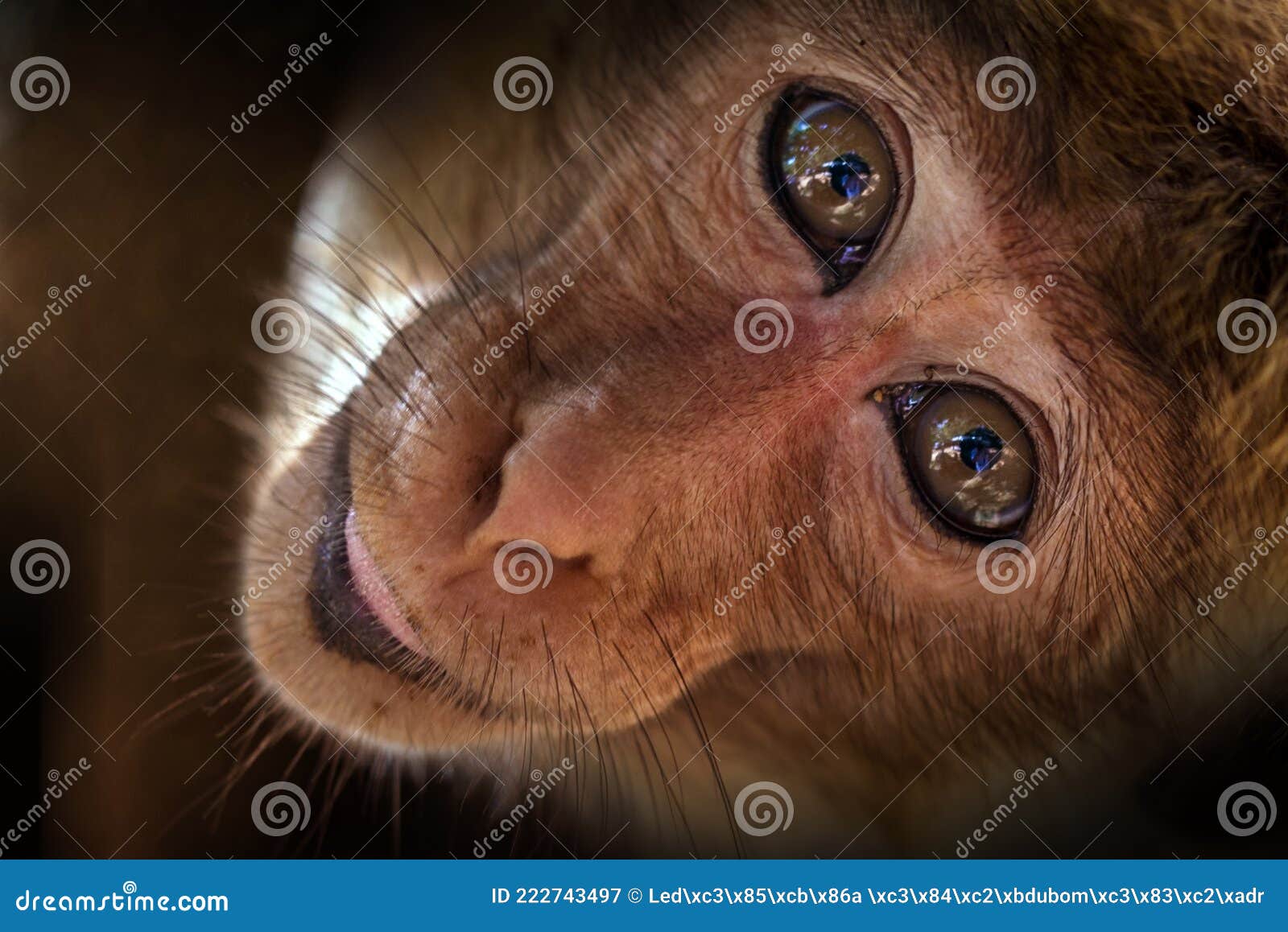 Macaque (Macaca) stock image. Image of carnivore, whiskers - 222743497