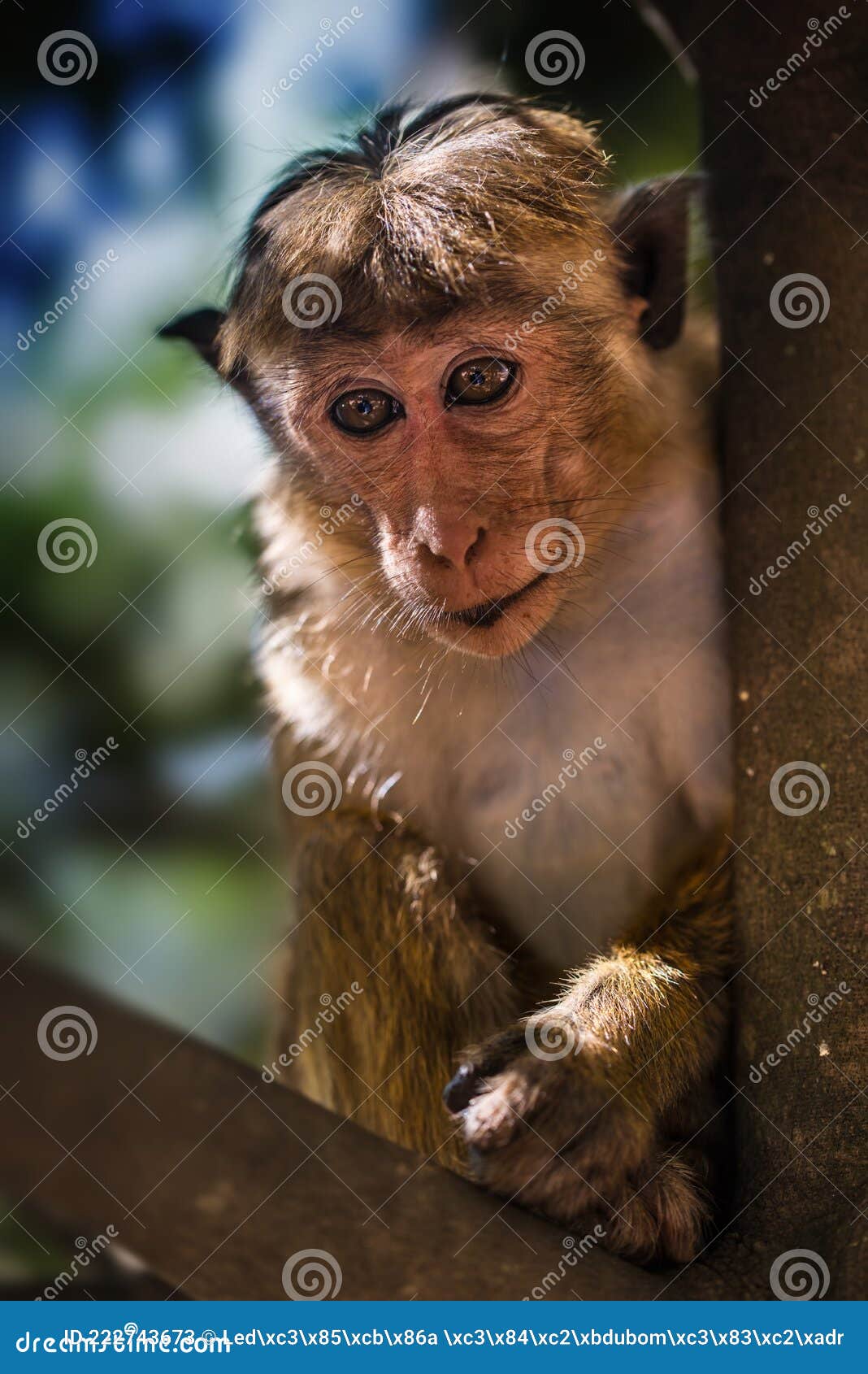 Macaque (Macaca) stock image. Image of nose, primate - 222743673