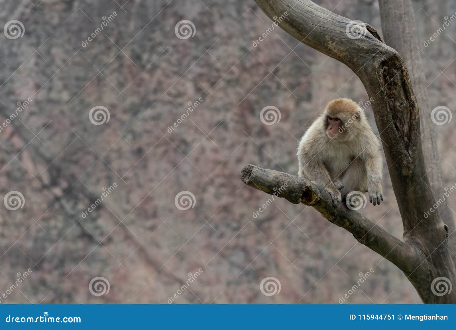 Macaque-Macaca mulatta stock image. Image of limbs, 5163 - 115944751