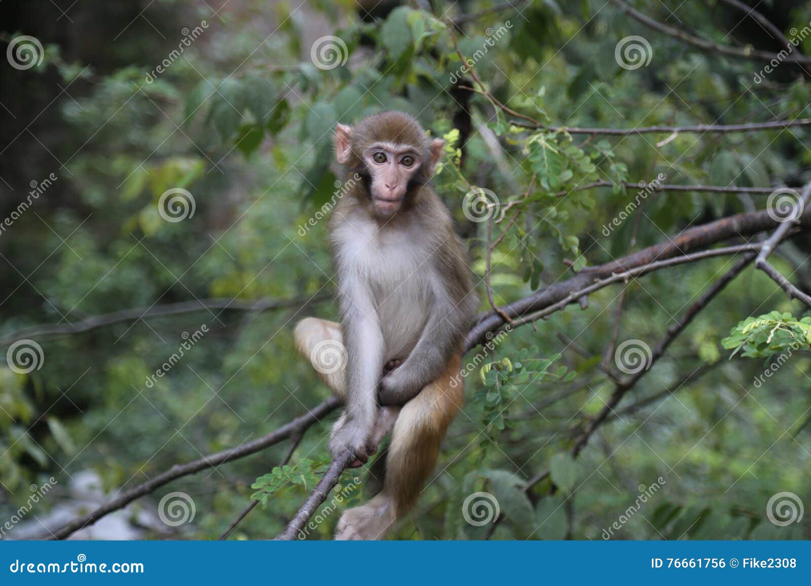 Macaque stock photo. Image of macaque, outdoors, nature - 76661756