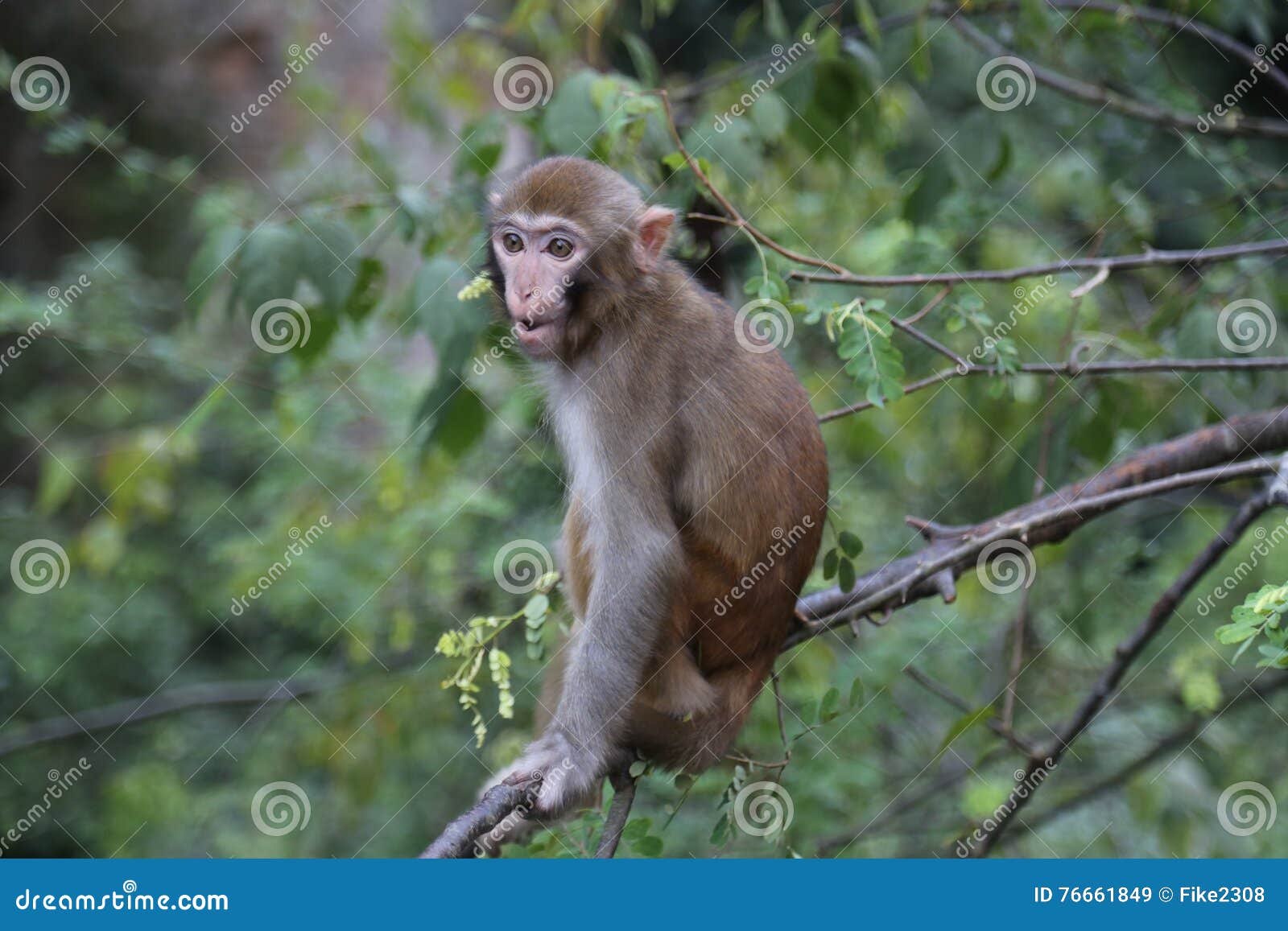 Macaque stock image. Image of furry, mammal, jungle, outdoors - 76661849