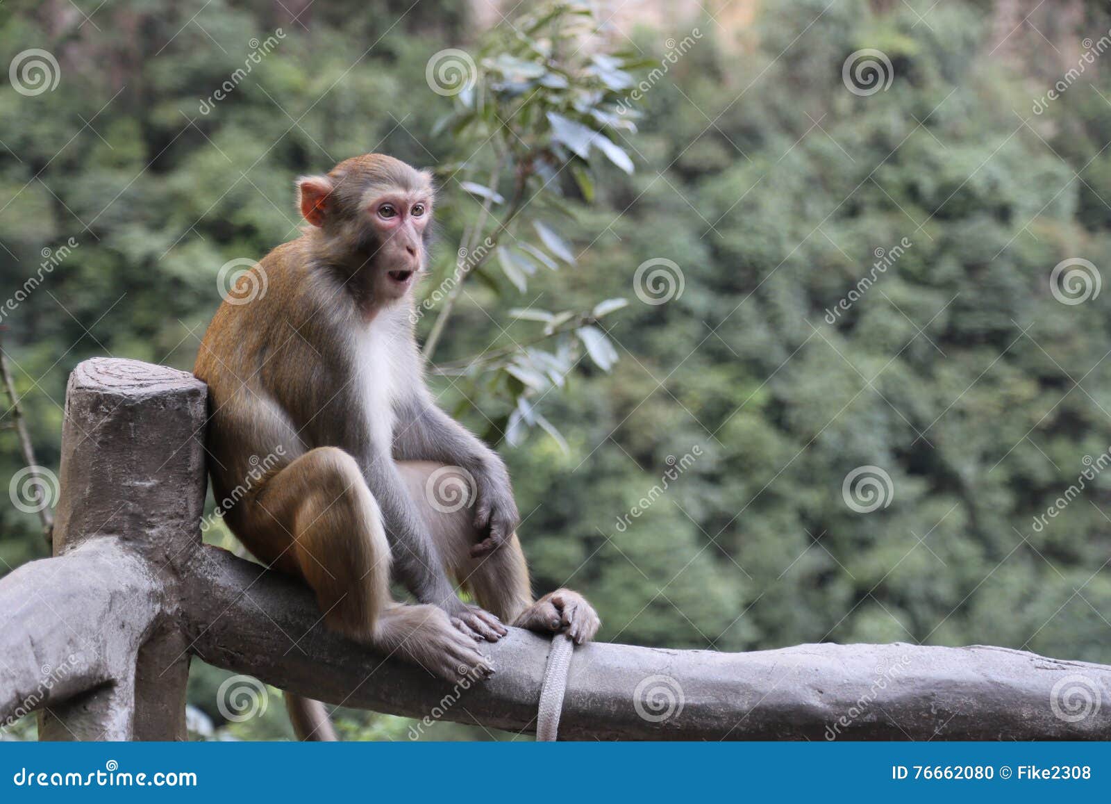 Macaque stock photo. Image of animal, furry, outdoors - 76662080
