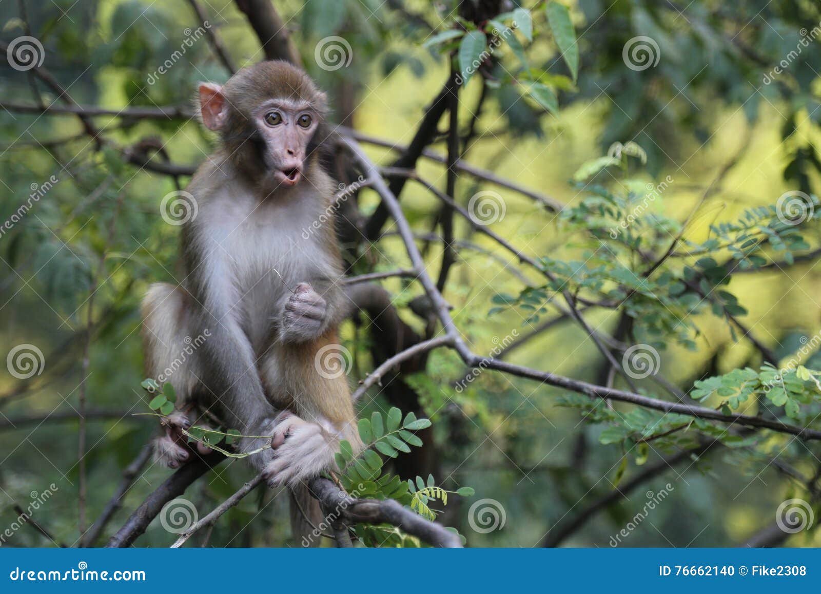 Macaque stock photo. Image of outside, furry, primate - 76662140