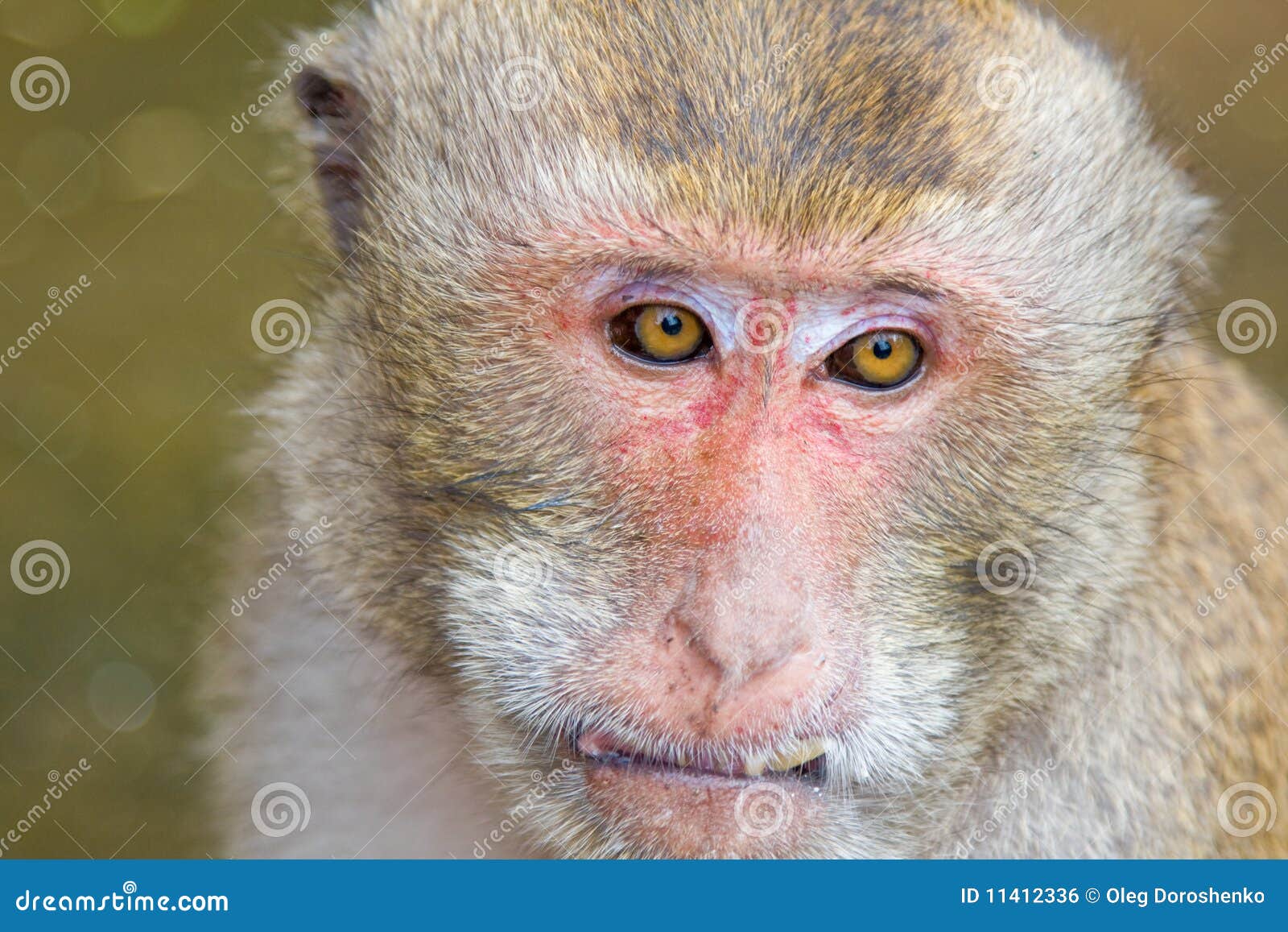 Macaque monkey stock photo. Image of wild, mammal, animal - 11412336